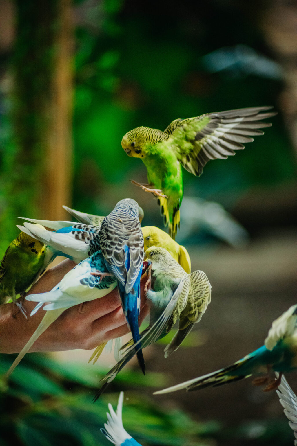 The Parakeet Garden - Science Museum of Western Virginia